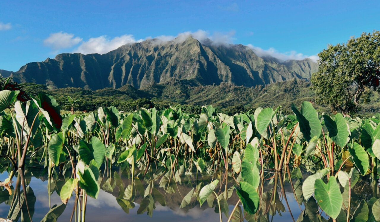 Luxury Waikiki Oceanfront Accommodations | Halekulani Hotel