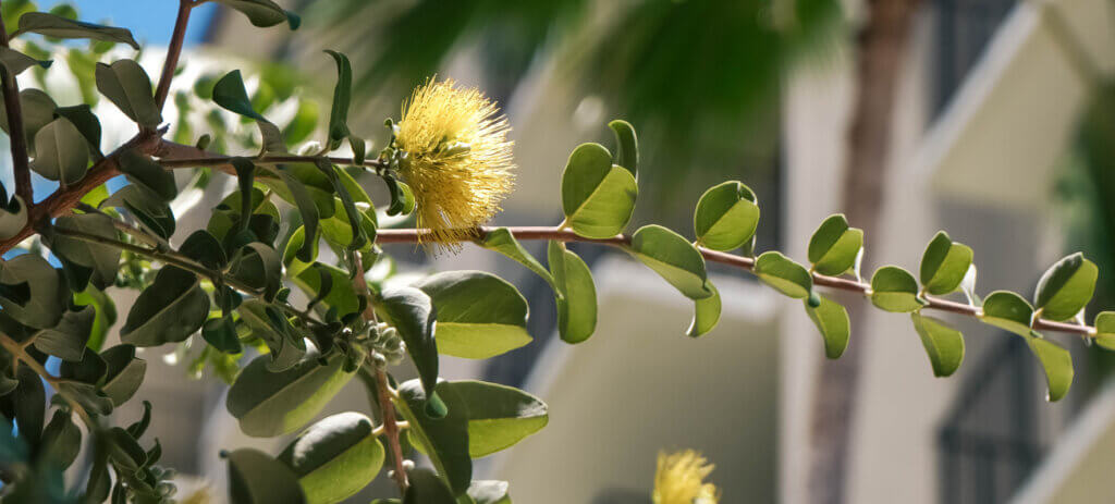 Rooted in Aloha: The Native Plants of Halekulani | Halekulani Hotel